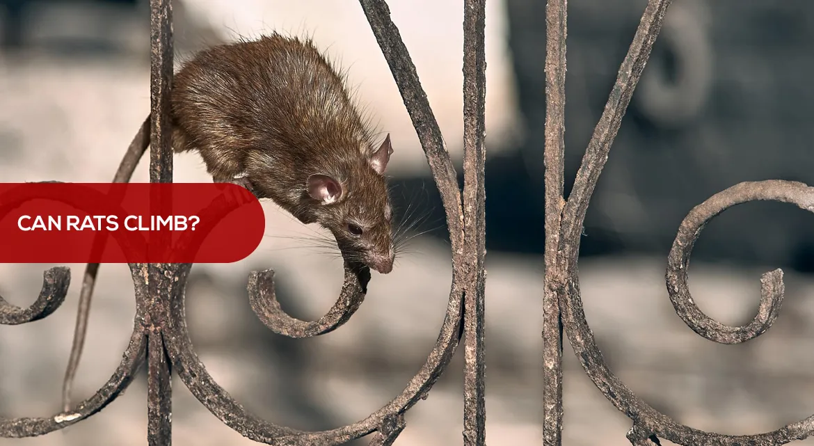 Can Rats Climb? | How to stop rats from climbing up your home? Can Rats Climb? | How to stop rats from climbing up your home?
